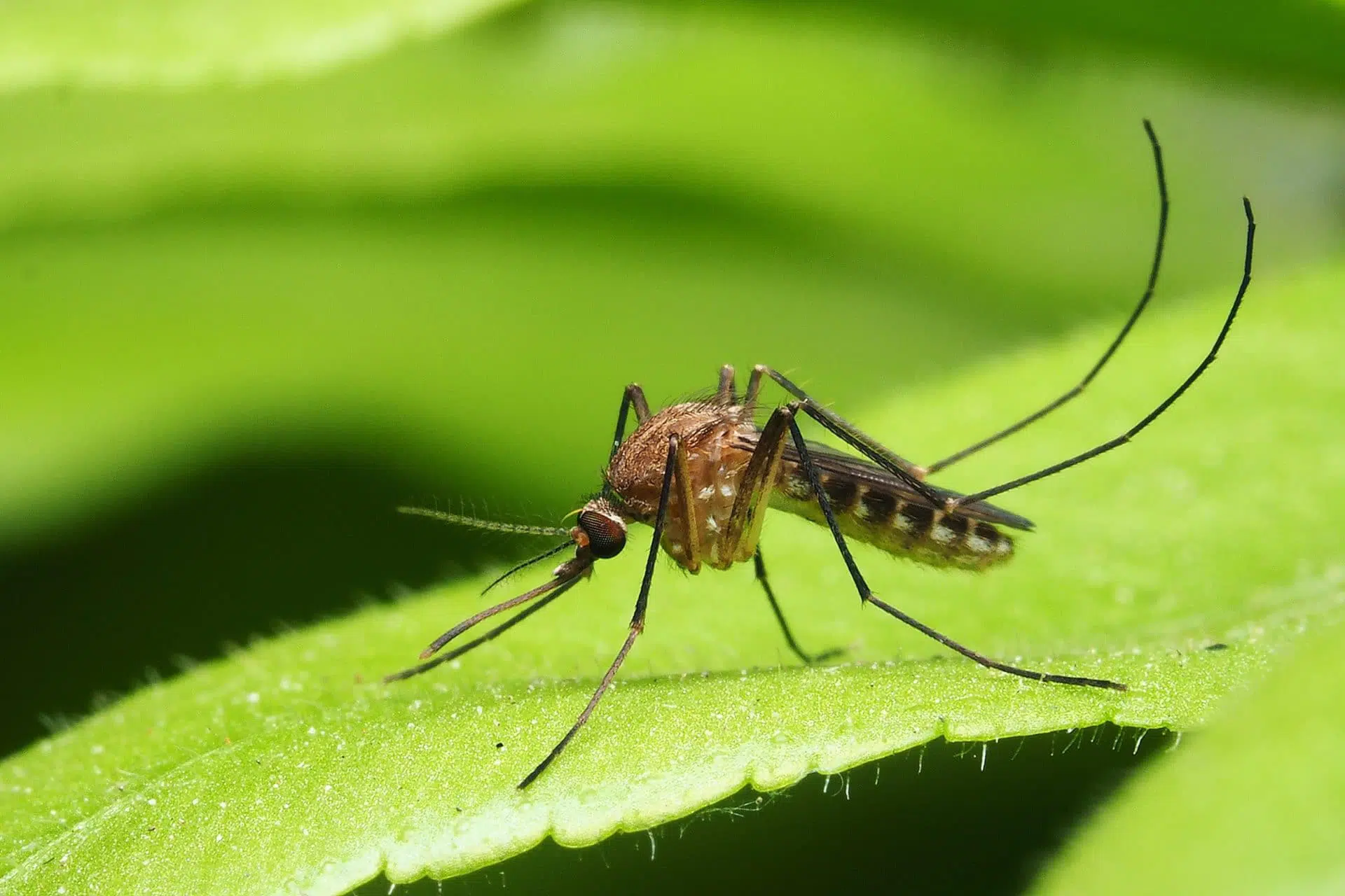 Insectes nuisibles et ravageurs | Ville de Boucherville