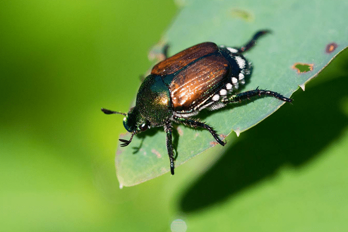 Insectes nuisibles et ravageurs | Ville de Boucherville